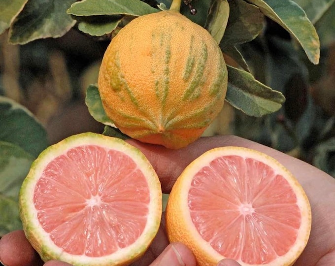 Pink Eureka Variegated Lemon Tree 6 Inch Pot Roughly 12-18 Inches in ...