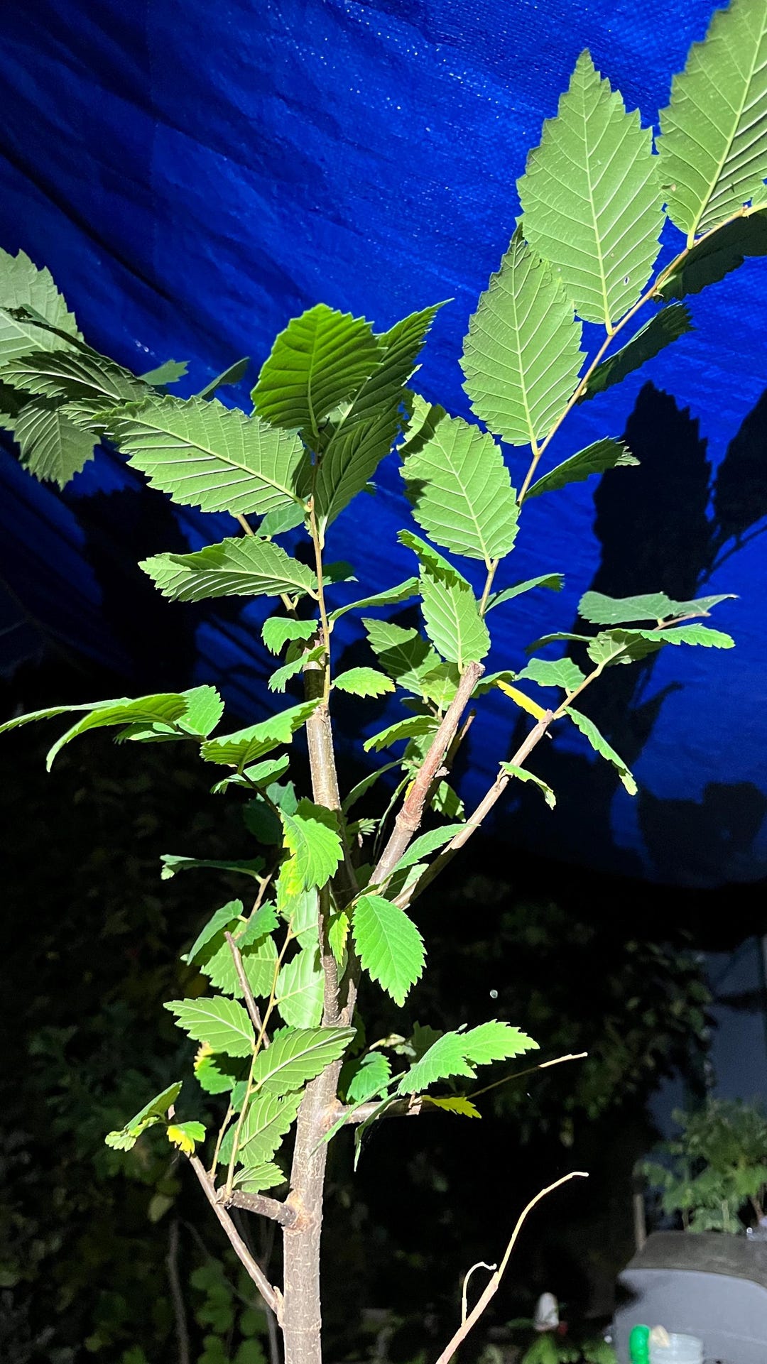 Exact Plant #6, 4-5 Ft Tall Slippery Elm Tree 5 Year Old Plan (ulmus ...