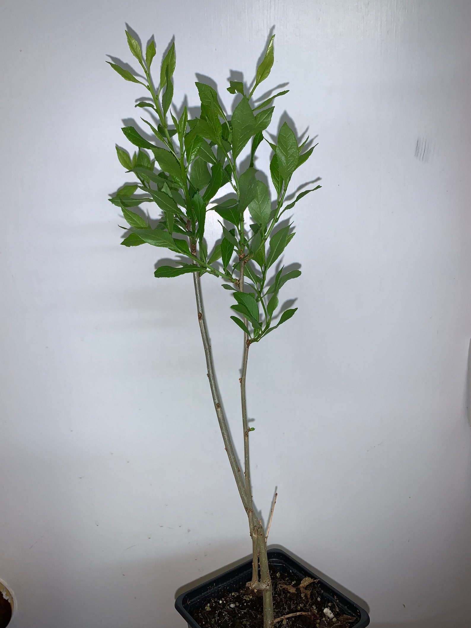 Winterberry Berry Poppins Set of 2 Plants (ilex Verticillata) Male and ...