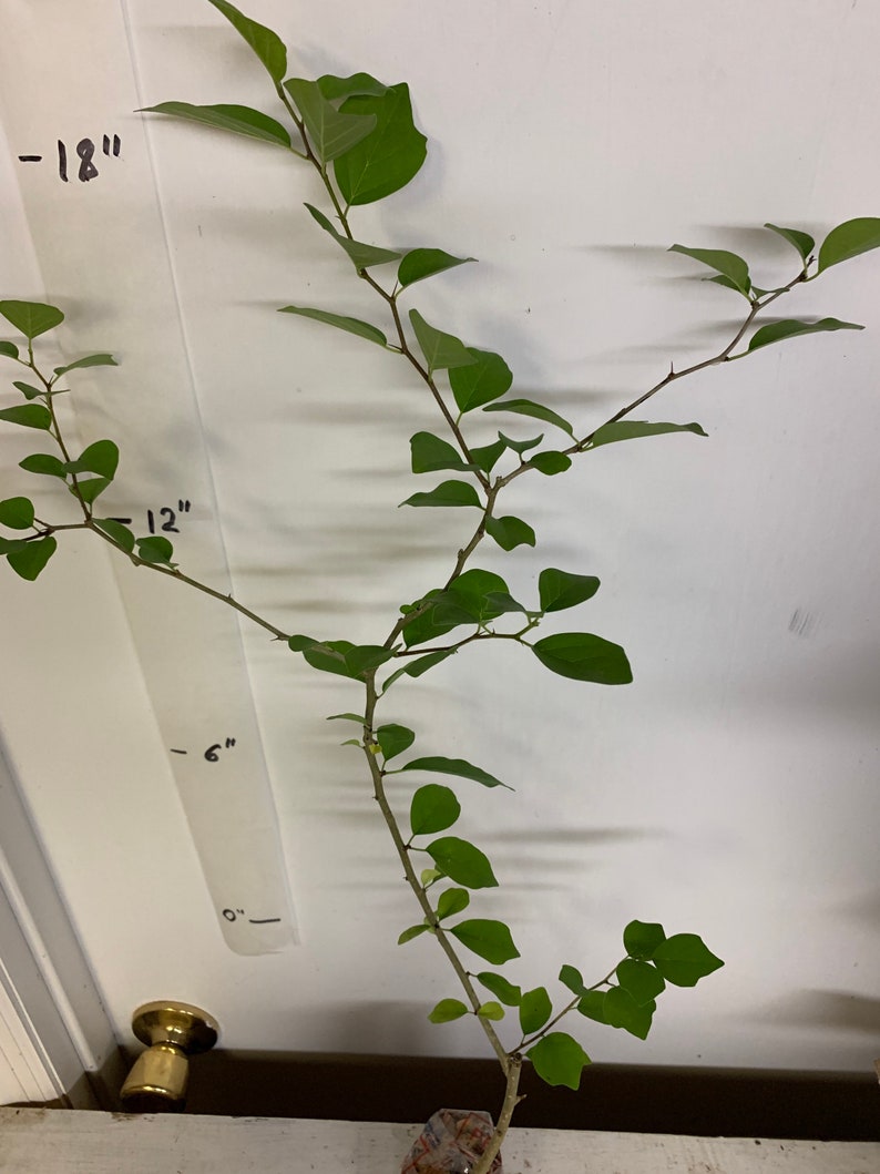 Wild Male Che Tree 1-2 Year Old Plant, Cudrania Tricuspidata - Etsy