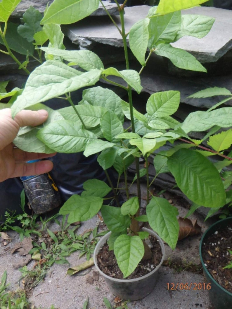 White Ash Tree Stubby Bonsai 2-3 Year Old Sent Bareroot - Etsy