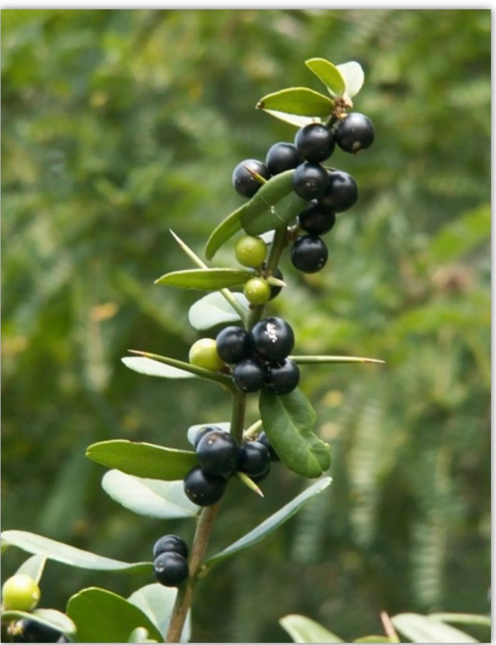 Severinia Buxifolia rutacea Family Plant Rooted Plant 1 - Etsy