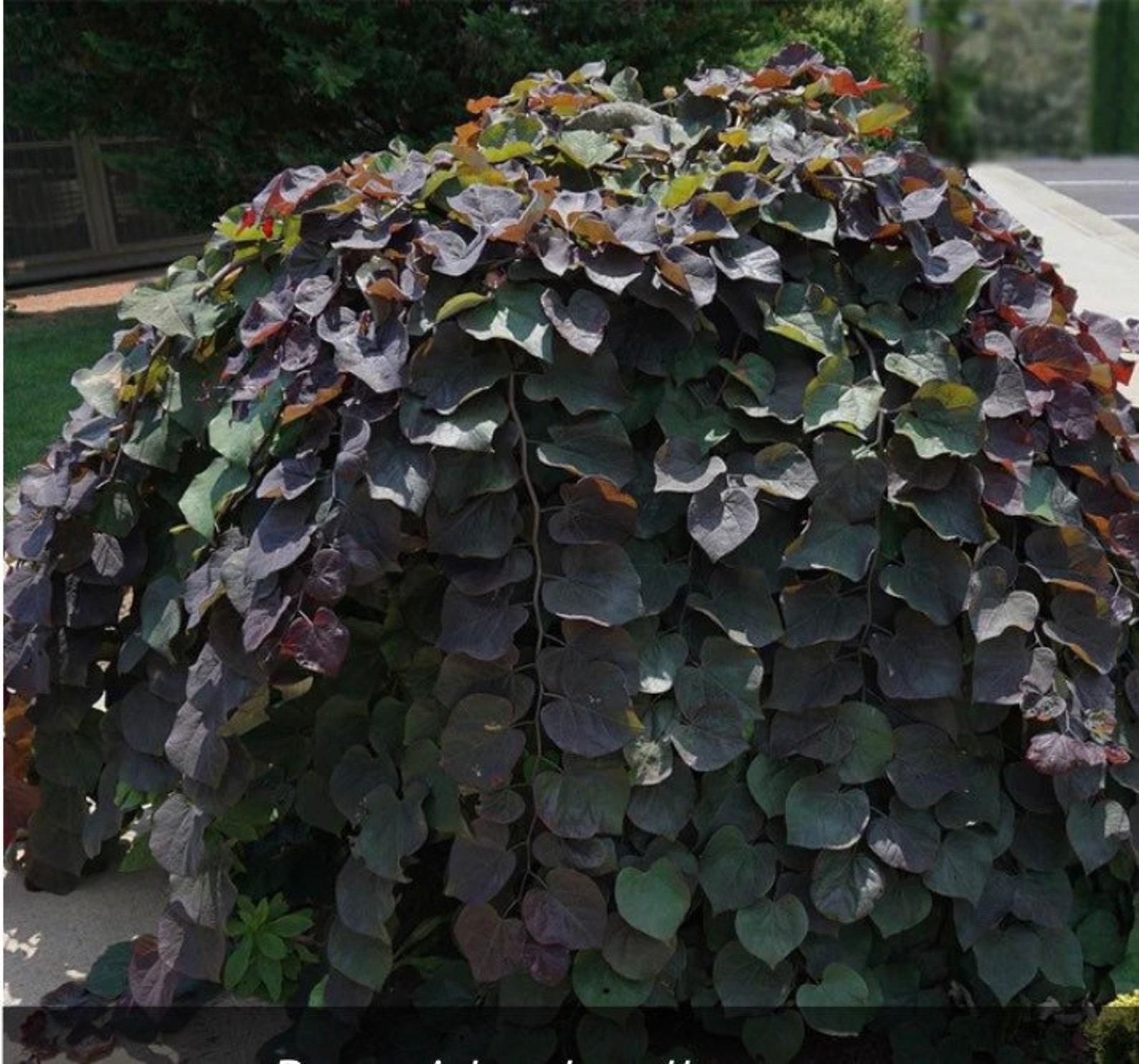 Cercis Canadensis RUBY FALLS Weeping Redbud Plant, 2-3 Ft Tall - Etsy