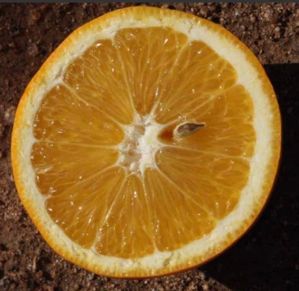 Hamlin Orange Tree, 1-2 Feet Tall, Grafted, No Ship Az, Ca, Fl, La, Tx ...