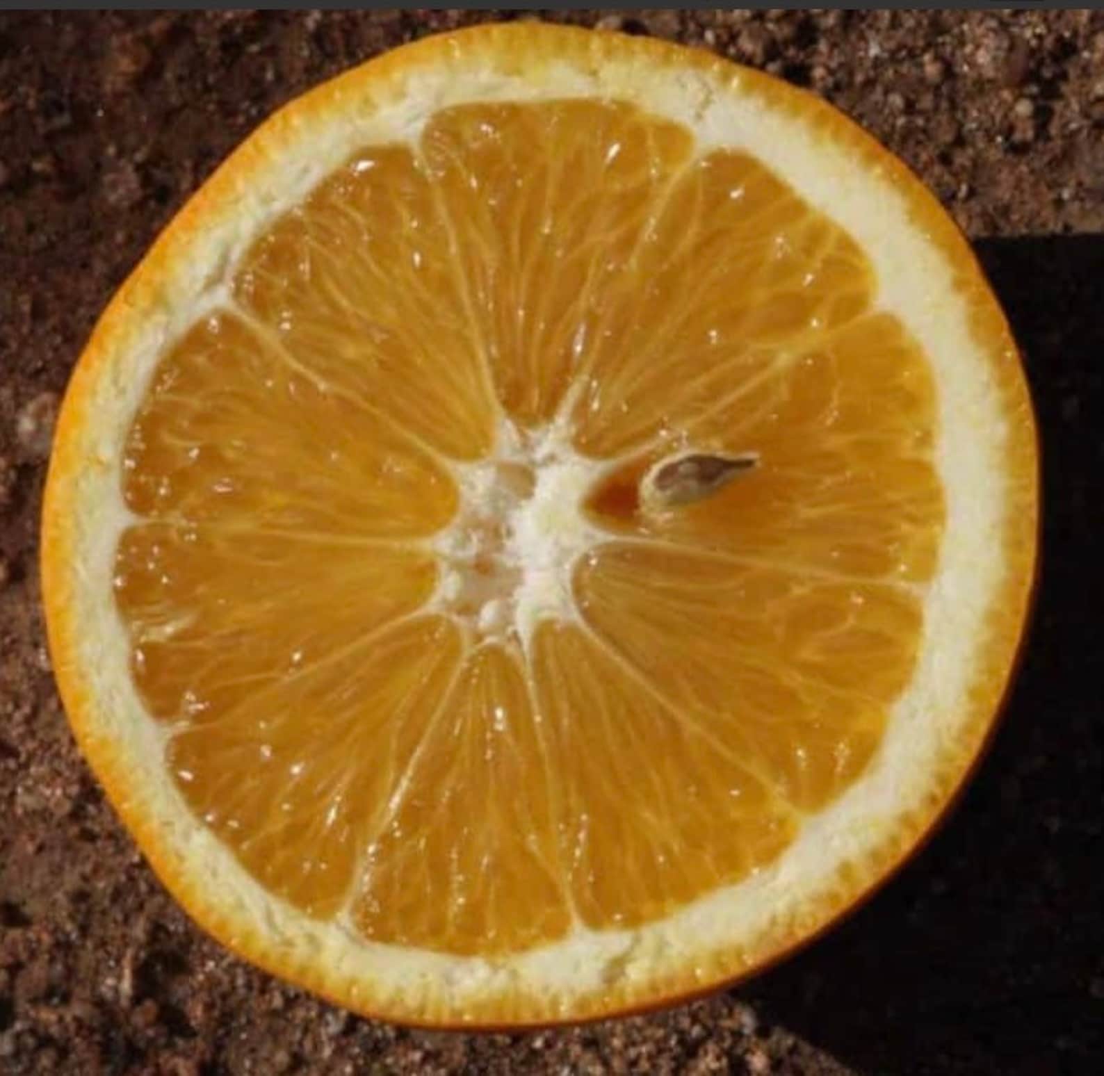 Hamlin Orange Tree 1-2 Feet Tall Grafted No Ship Az Ca - Etsy