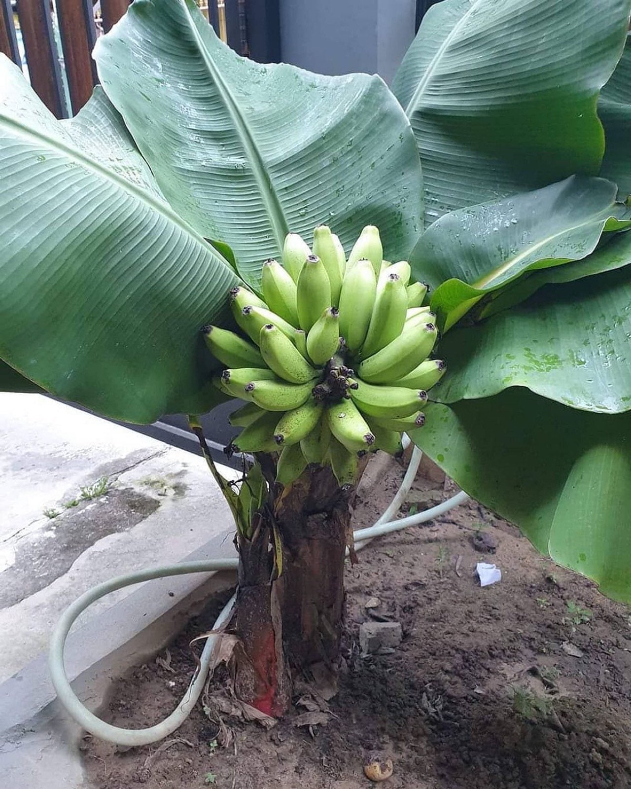 Banana Super Dwarf Cavendish Musa Acuminata 4 Pot Etsy