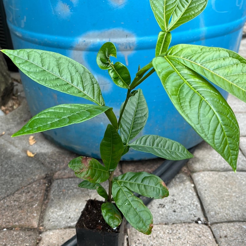 Home Ice Cream Van - Etsy