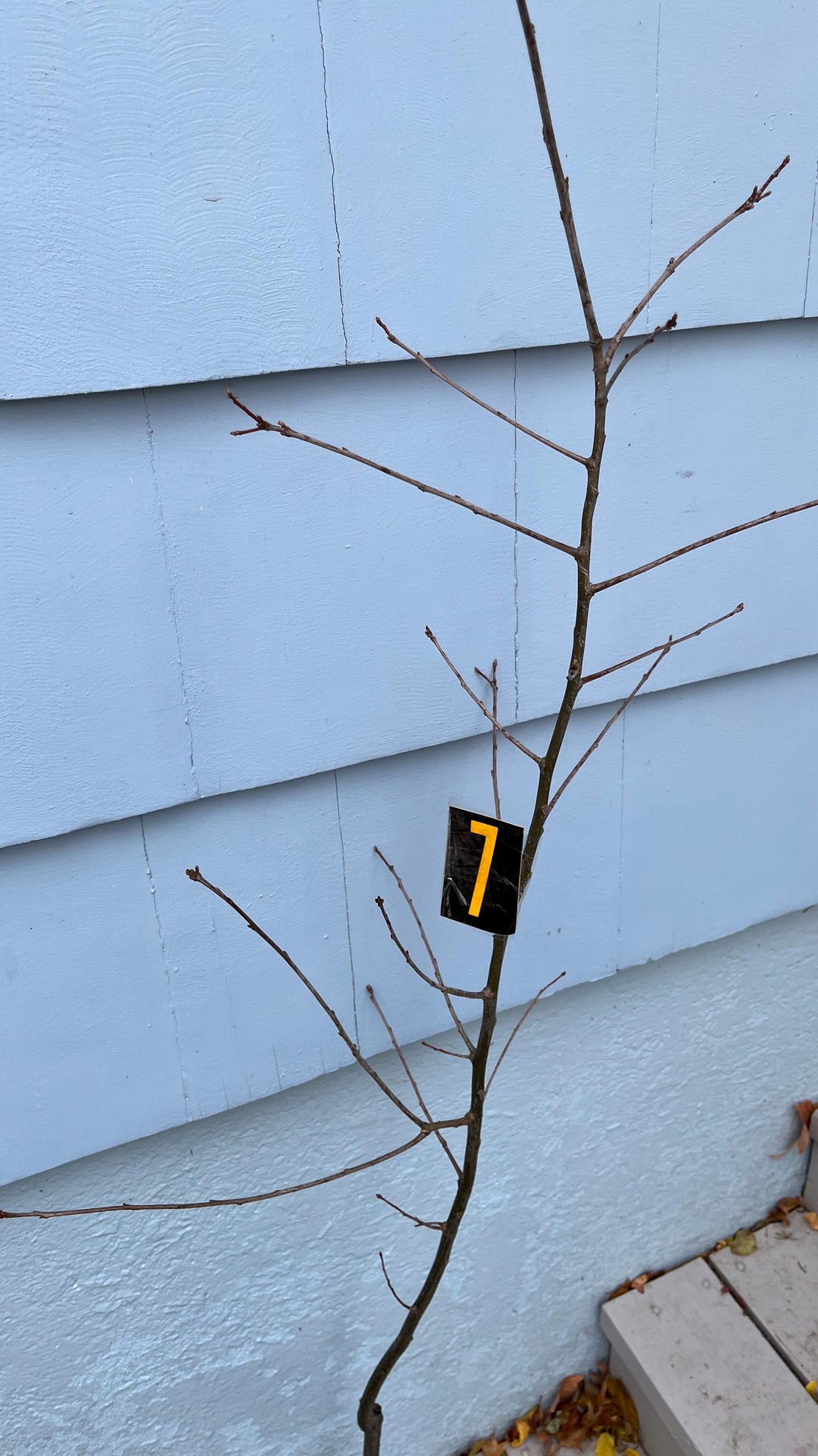 Exact Plant #7, Pin Oak 6 Year Old Tree (quercus Palustris) Bareroot - Etsy
