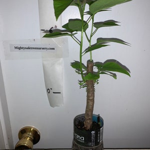 Catalpa Speciosa , 1-2 Year Old ,northern Catalpa, Cigar Tree, Indian ...