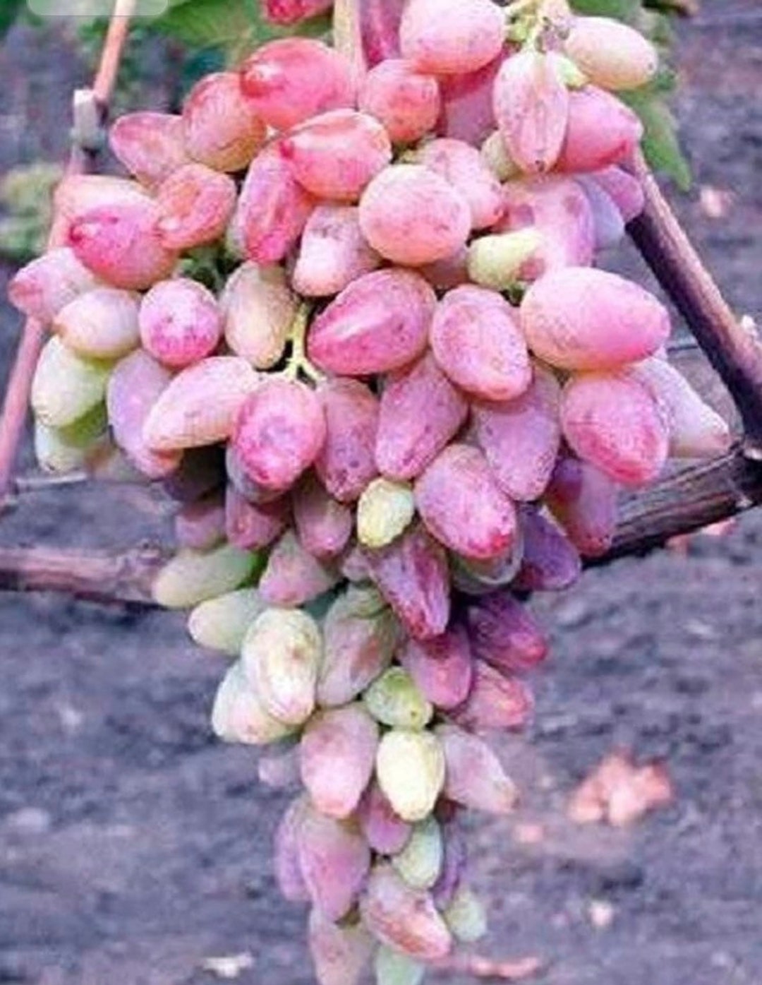 Original Grape, 6 Scion Cuttings, Dormant, No Roots, No Leaves - Etsy