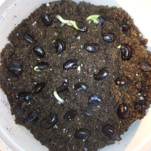 Sophora Japonica (japanese Pagoda Tree or Chinese Scholar Tree) 40 ...