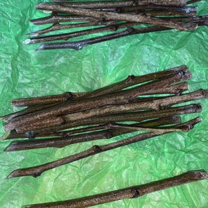 8 Cuttings of Che Seedless Fruit Tree, Dormant, No Roots, No Leaves - Etsy