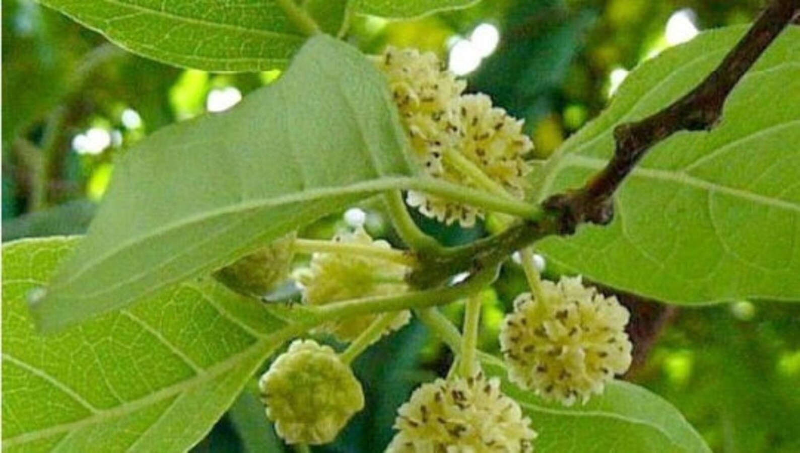 Wild Male Che Tree 1-2 Year Old Plant, Cudrania Tricuspidata - Etsy