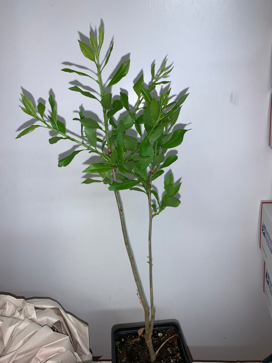 Winterberry Berry Poppins Set of 2 Plants (ilex Verticillata) Male and ...