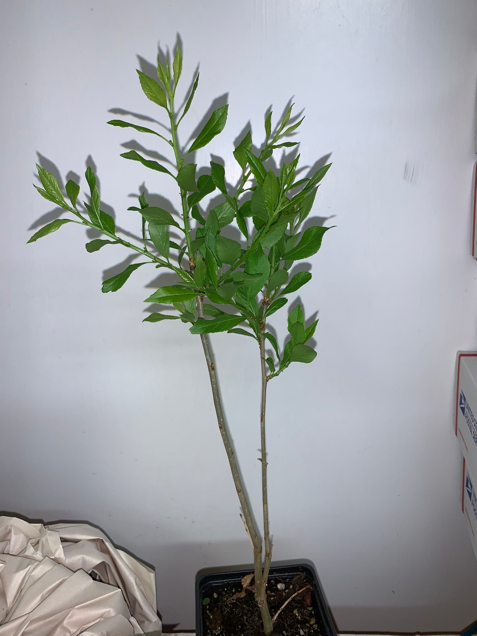 Winterberry Berry Poppins Set of 2 Plants (ilex Verticillata) Male and ...