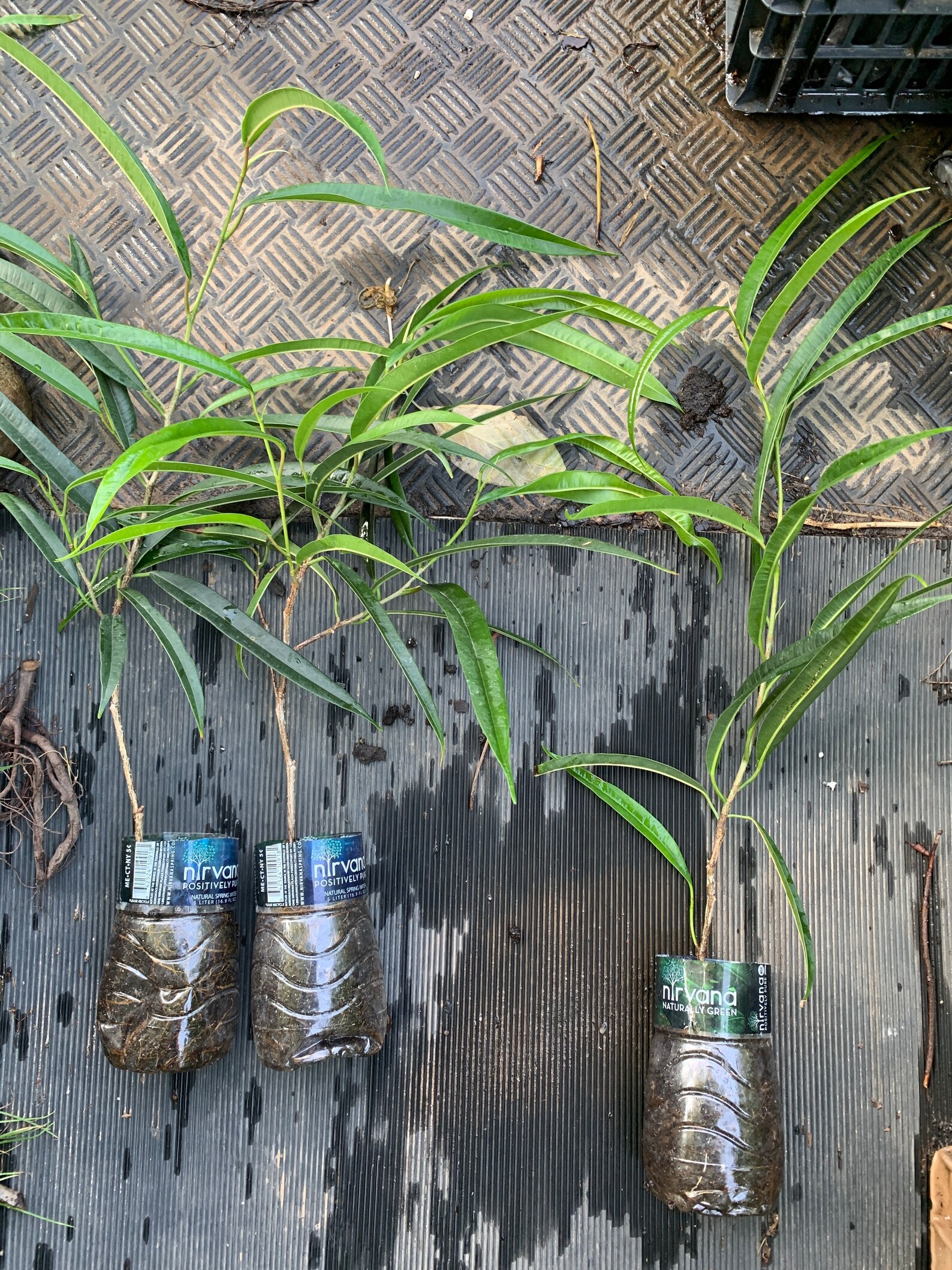 Ficus Maclellandii Alii Banana-leaf Ficus Fig alii Rare - Etsy