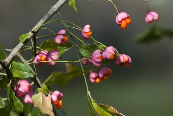 European Spindle Tree Euonymus Europaeus 10 Seeds | Etsy