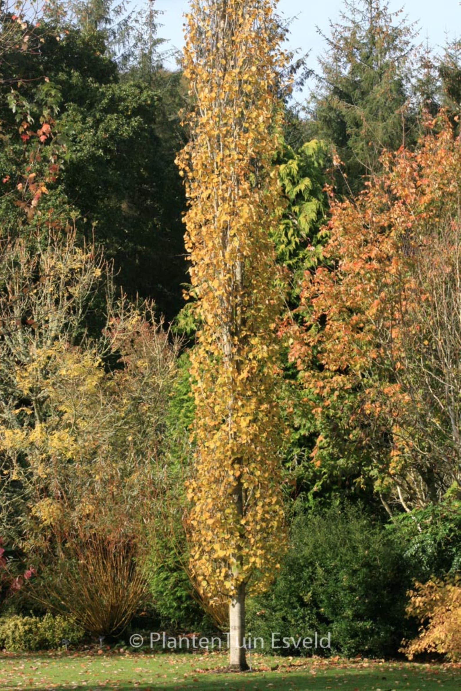 Swedish Columnar Aspen (populus Tremula ‘erecta’) 1-2 Feet Tall - Etsy