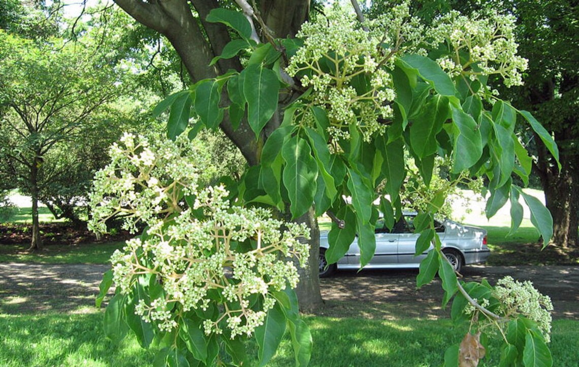Bee Bee Tree (tetradium Daniellii) 4“ Pot Size - Etsy