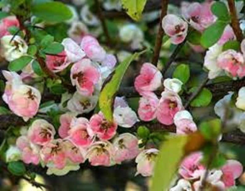 Chaenomeles Superba - T O Y O N I S H I K I Japanese Flowering Quince ...