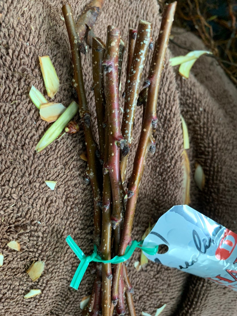 3 Scion Cuttings of Flavor Delight Aprium, for Grafting. - Etsy