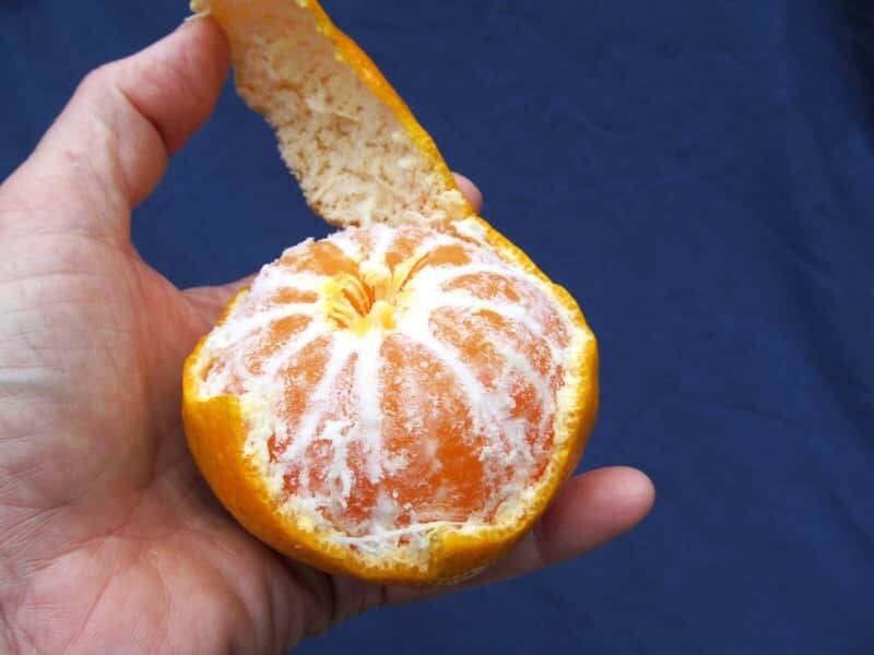 Brown Select Satsuma Mandarin Tree, 1-2 Feet Tall, Grafted, No Ship Az ...