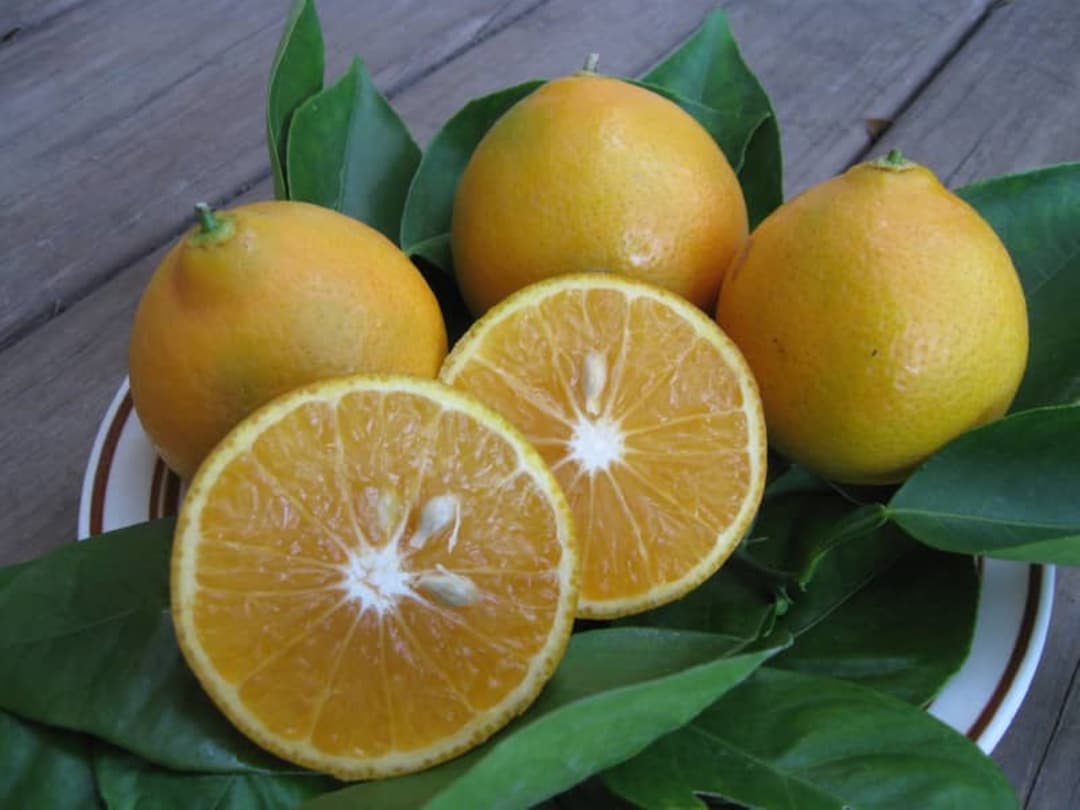 Florida Only!! 5 Gallon Minneola Tangelo (honeybell) Tree, 3-4’ Tall - Etsy
