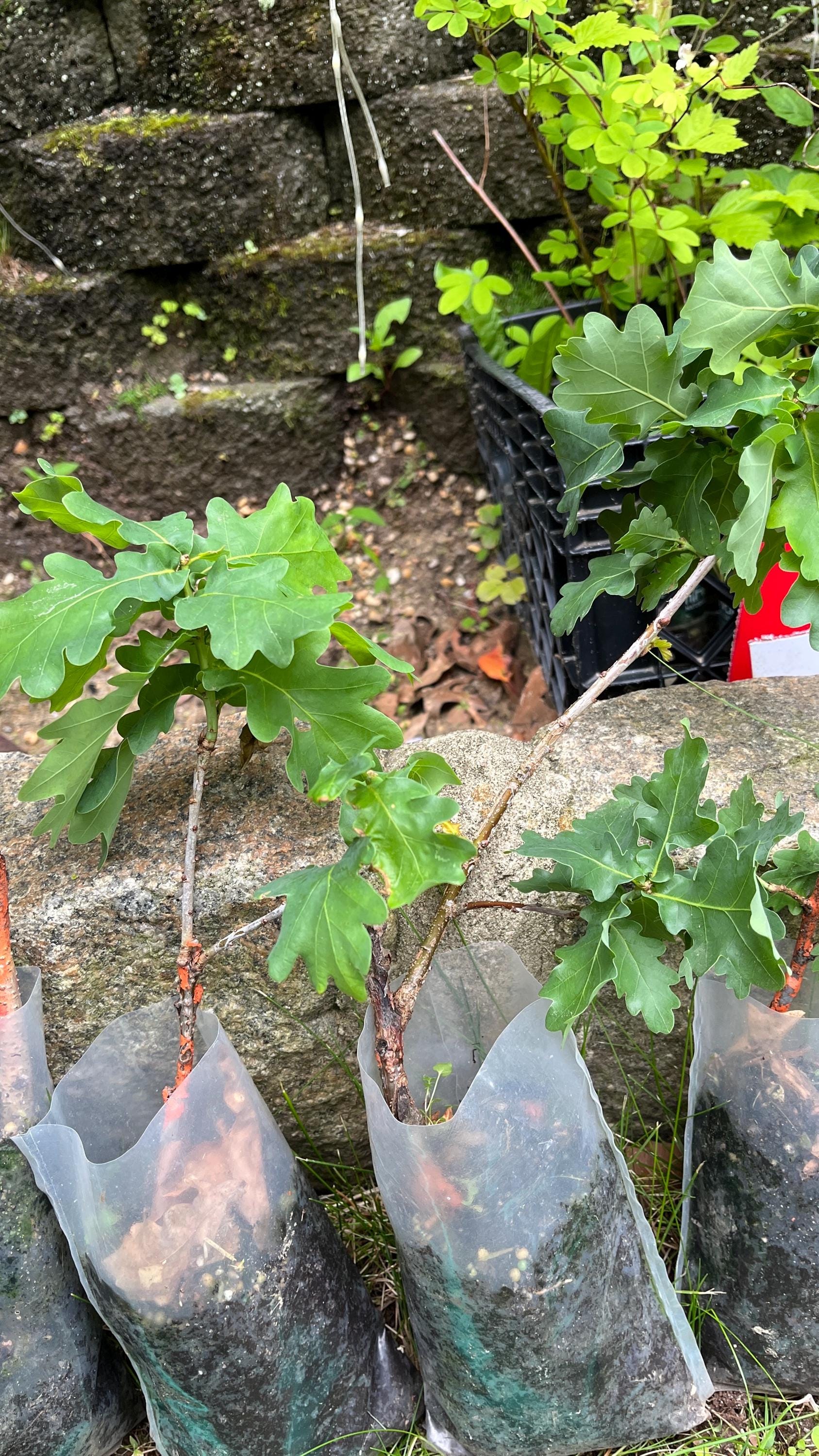 Quercus Robur 'compacta' Dwarf Compact English Oak Grafted Tree Rare ...