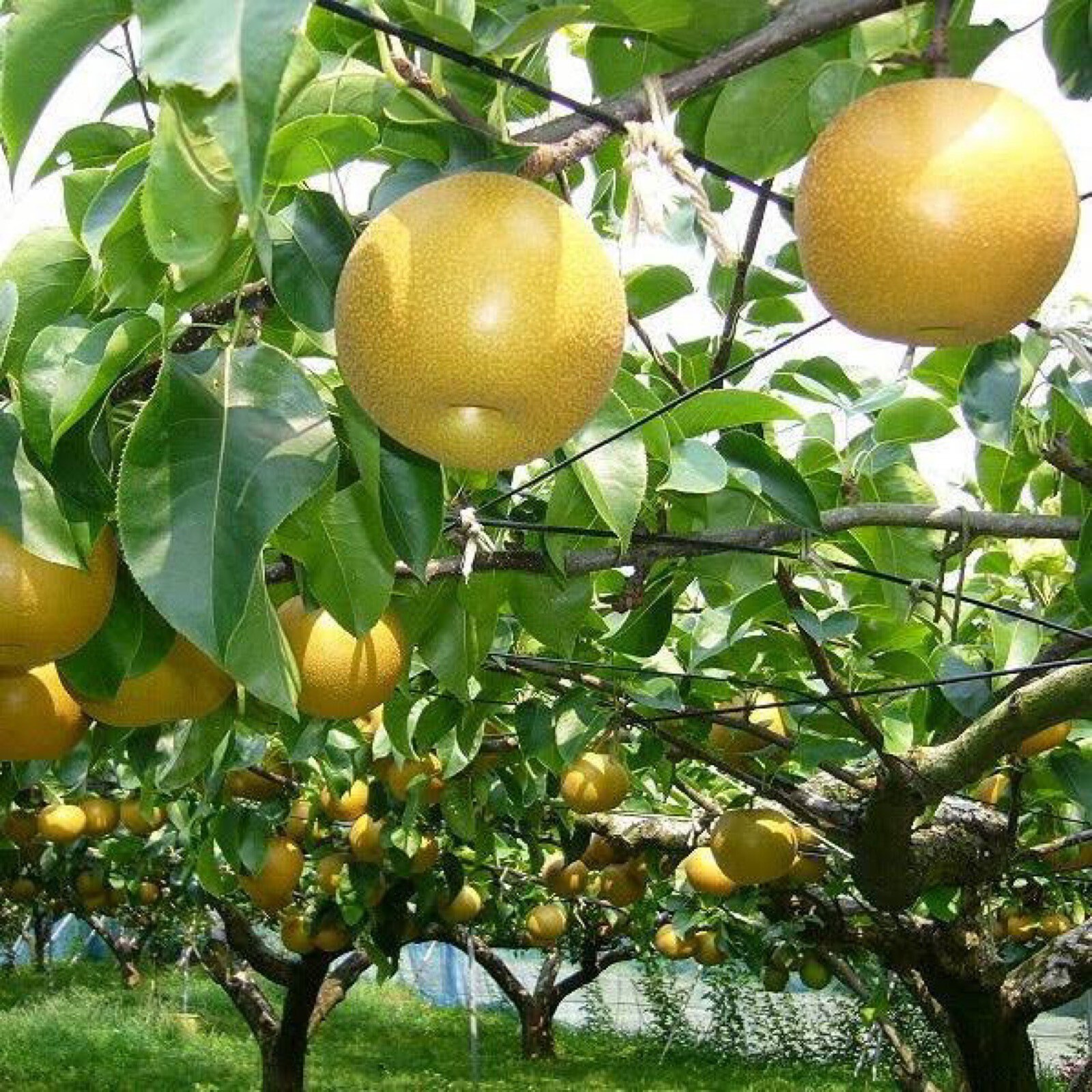 4-5 Ft Tall Korean Giant Asian Pear Tree, Grafted Plant, Bare Root, No ...