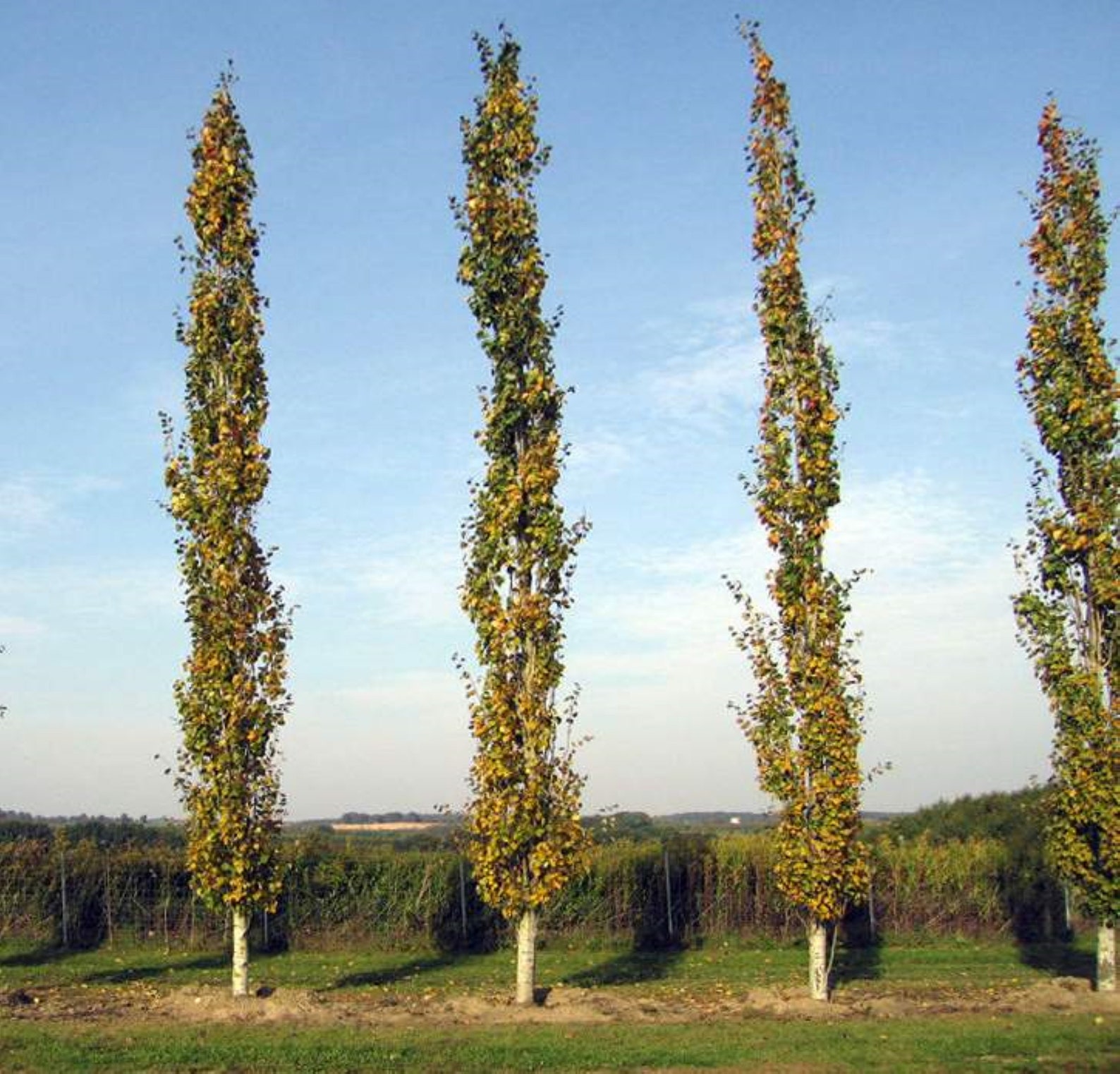 Swedish Columnar Aspen (populus Tremula ‘erecta’) 1-2 Feet Tall - Etsy