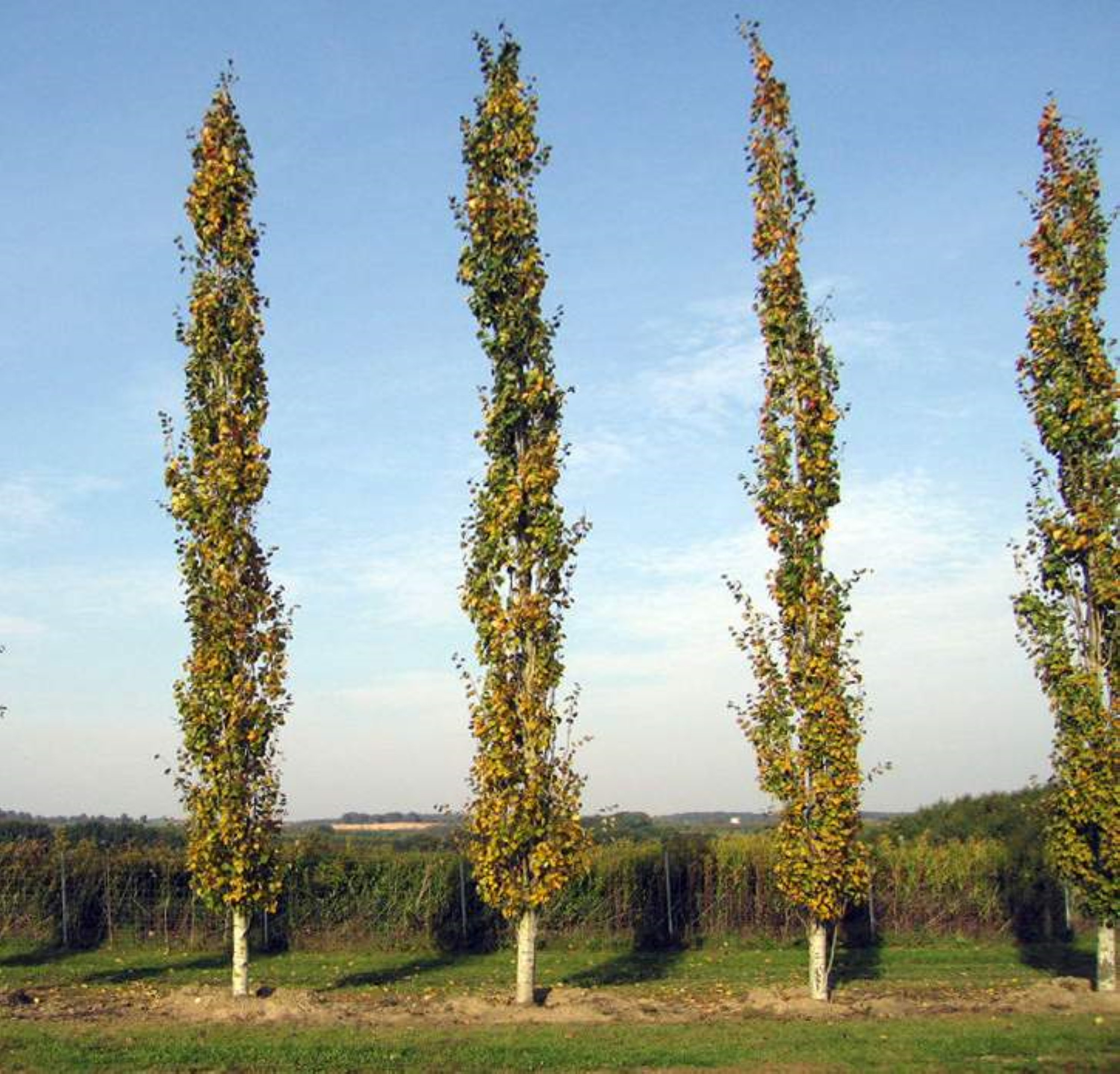 Swedish Columnar Aspen (populus Tremula ‘erecta’) 1-2 Feet Tall - Etsy