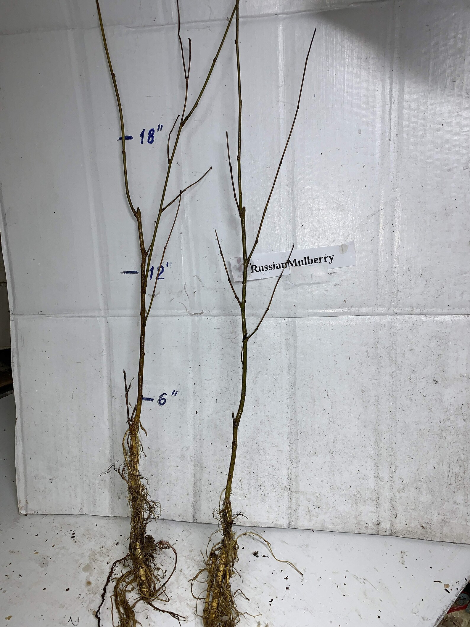 1-2 Year Old White Mulberry morus Alba Plant Russian - Etsy