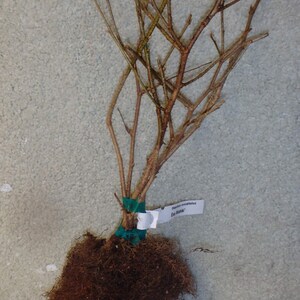 Disanthus Cercidifolius Ena Nishiki Variegated, 2 Yo, Bare Root - Etsy