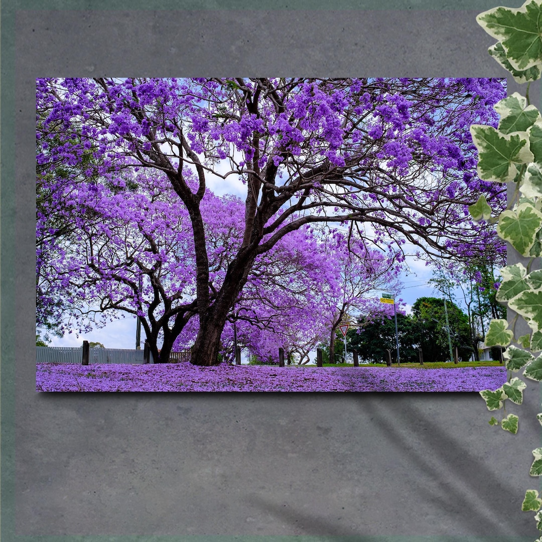 Jacaranda Trees Canvas Wall Art | Floral Canvas Print | Nature Home ...