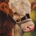 Simmental Bull Farm Cattle Canvas Wall Art Picture Print Artist Keith ...