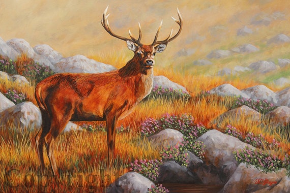 Red Stag Ireland