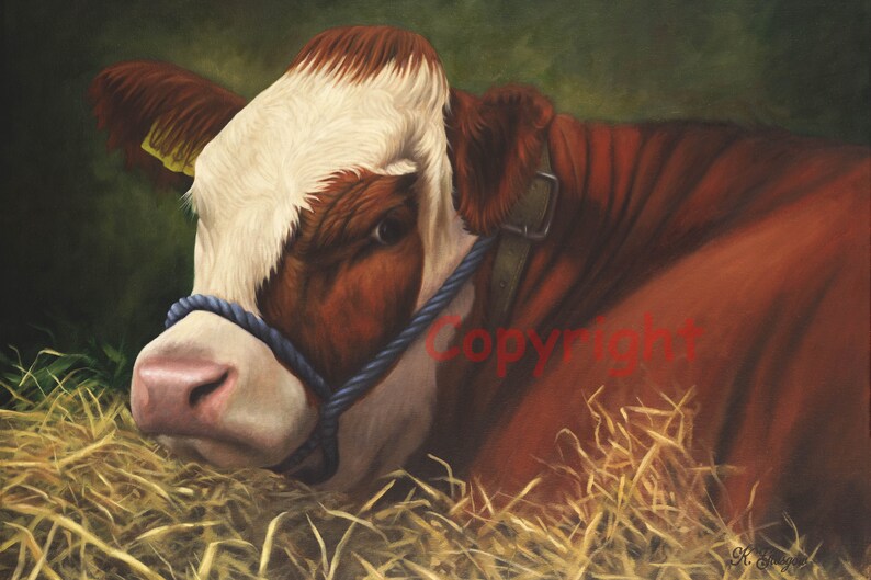 Simmental Calf Farm Cattle Canvas Wall Art Picture Print Artist Keith ...