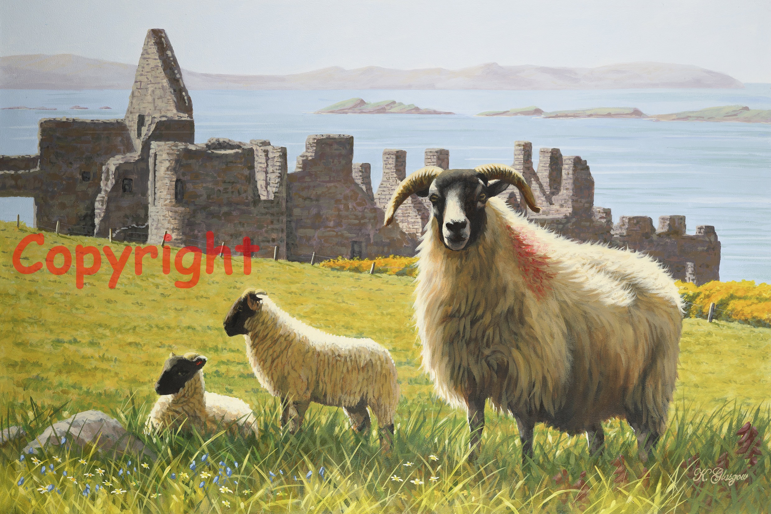 Dunluce Castle Blackface Sheep Northern Ireland Print Picture by Artist ...