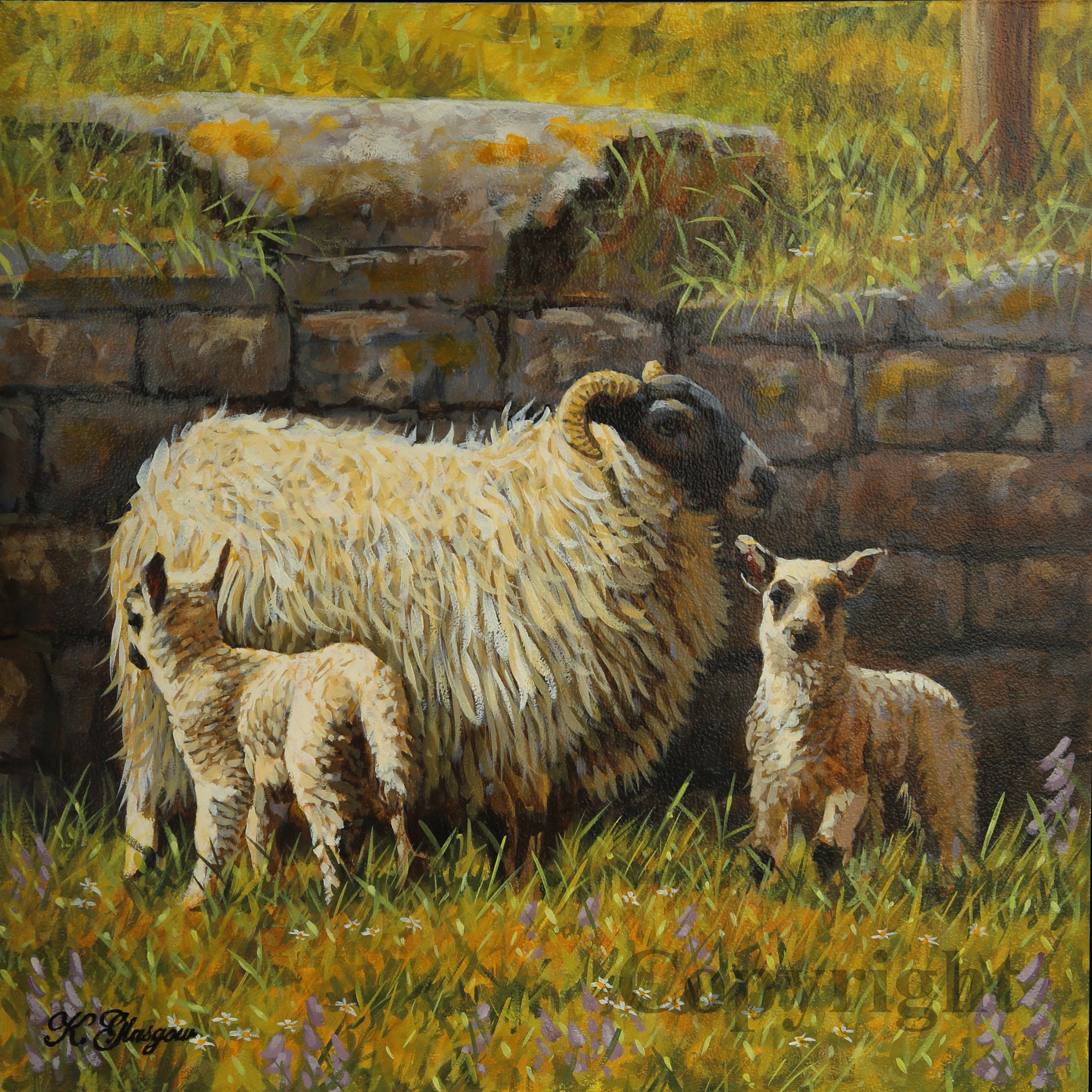 Blackface Sheep Lambs Canvas Wall Art Print by Irish Artist Keith ...