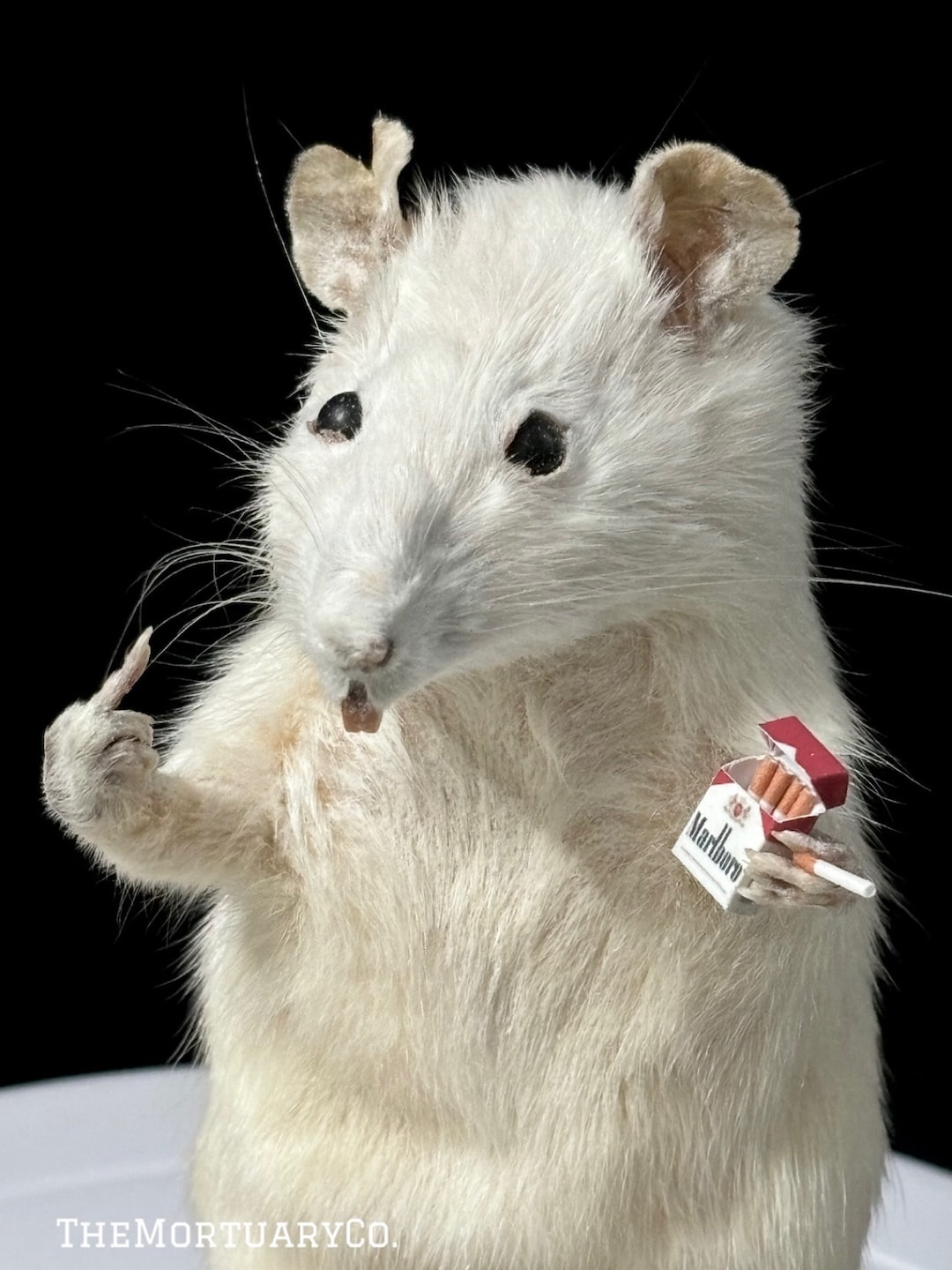 Taxidermy Rat Smoking BOTCHED wonky Taxidermy Anthropomorphic Mounted ...