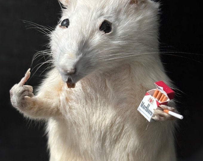 Taxidermy Cigarette Rat BOTCHED wonky Taxidermy Anthropomorphic Mounted ...