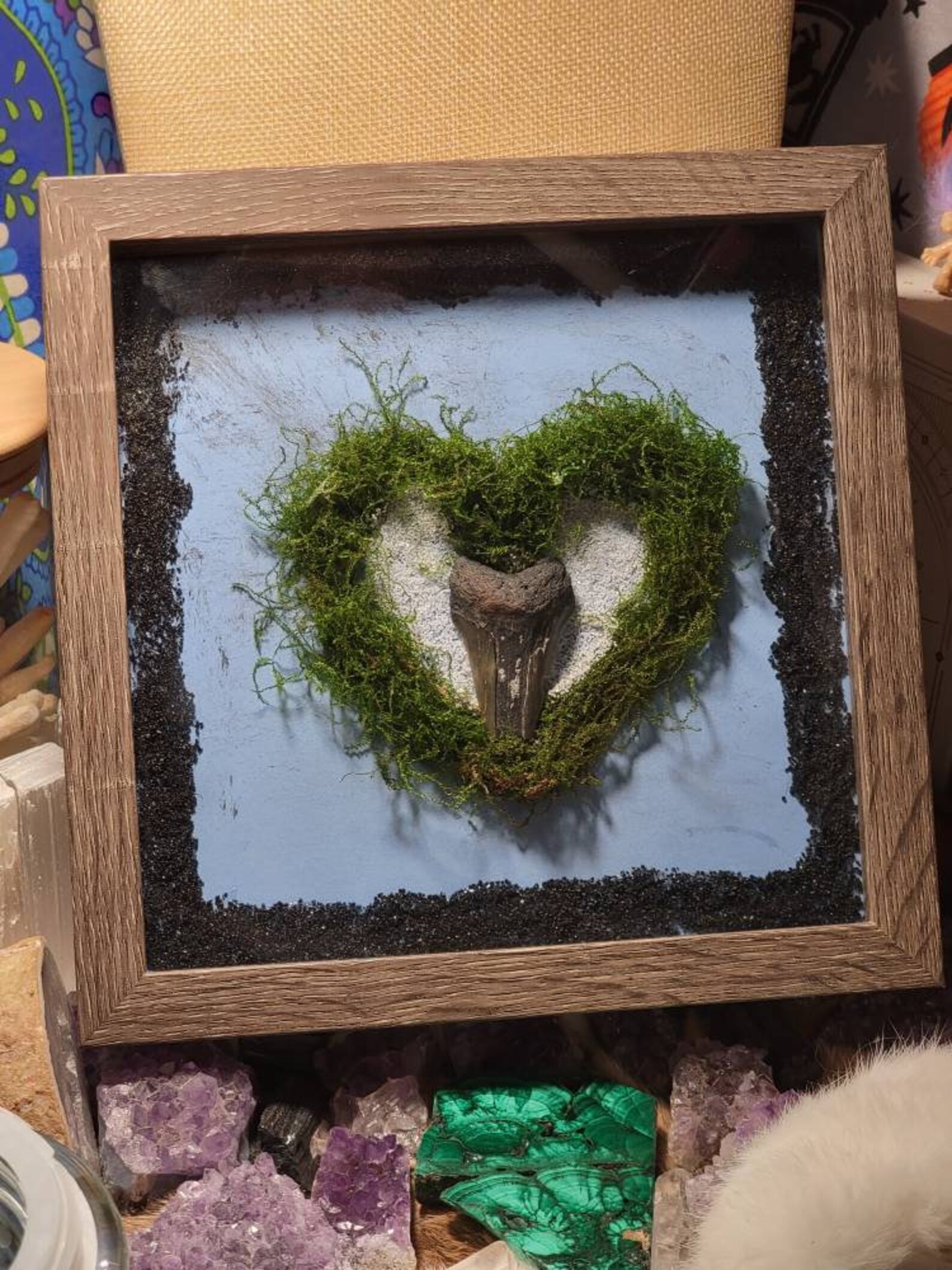 Real Megalodon Tooth Display in Shadow Box Frame - Etsy