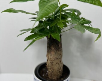 Money Tree Invitation | Etsy