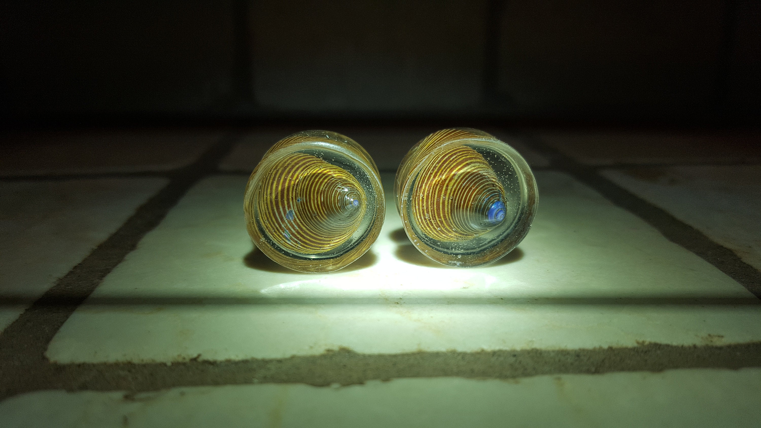 REAL SEASNAIL SHELL Plugs 20mm13/16pairhandmade | Etsy