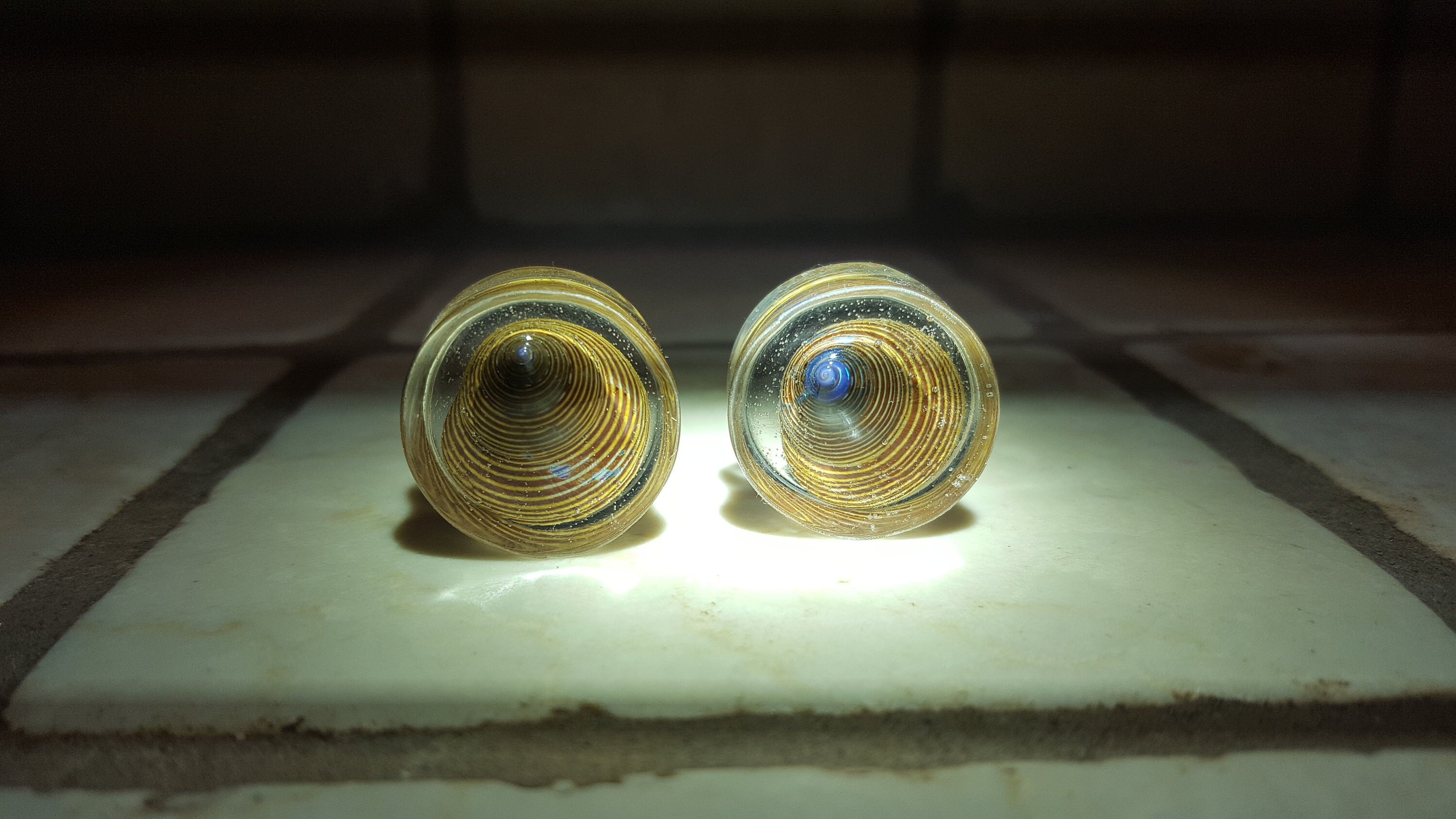 REAL SEASNAIL SHELL Plugs 20mm13/16pairhandmade | Etsy