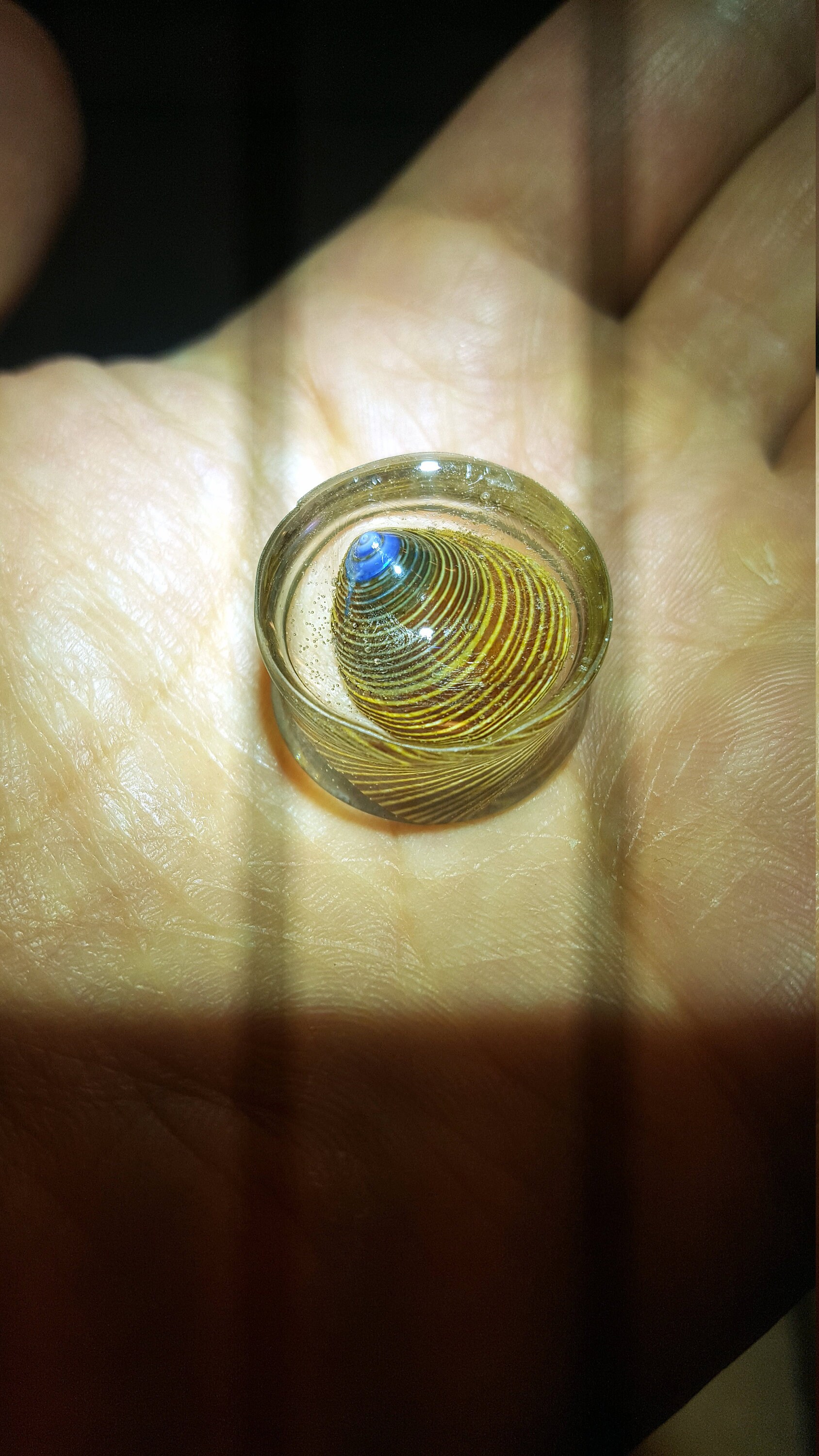 REAL SEASNAIL SHELL Plugs 20mm13/16pairhandmade | Etsy