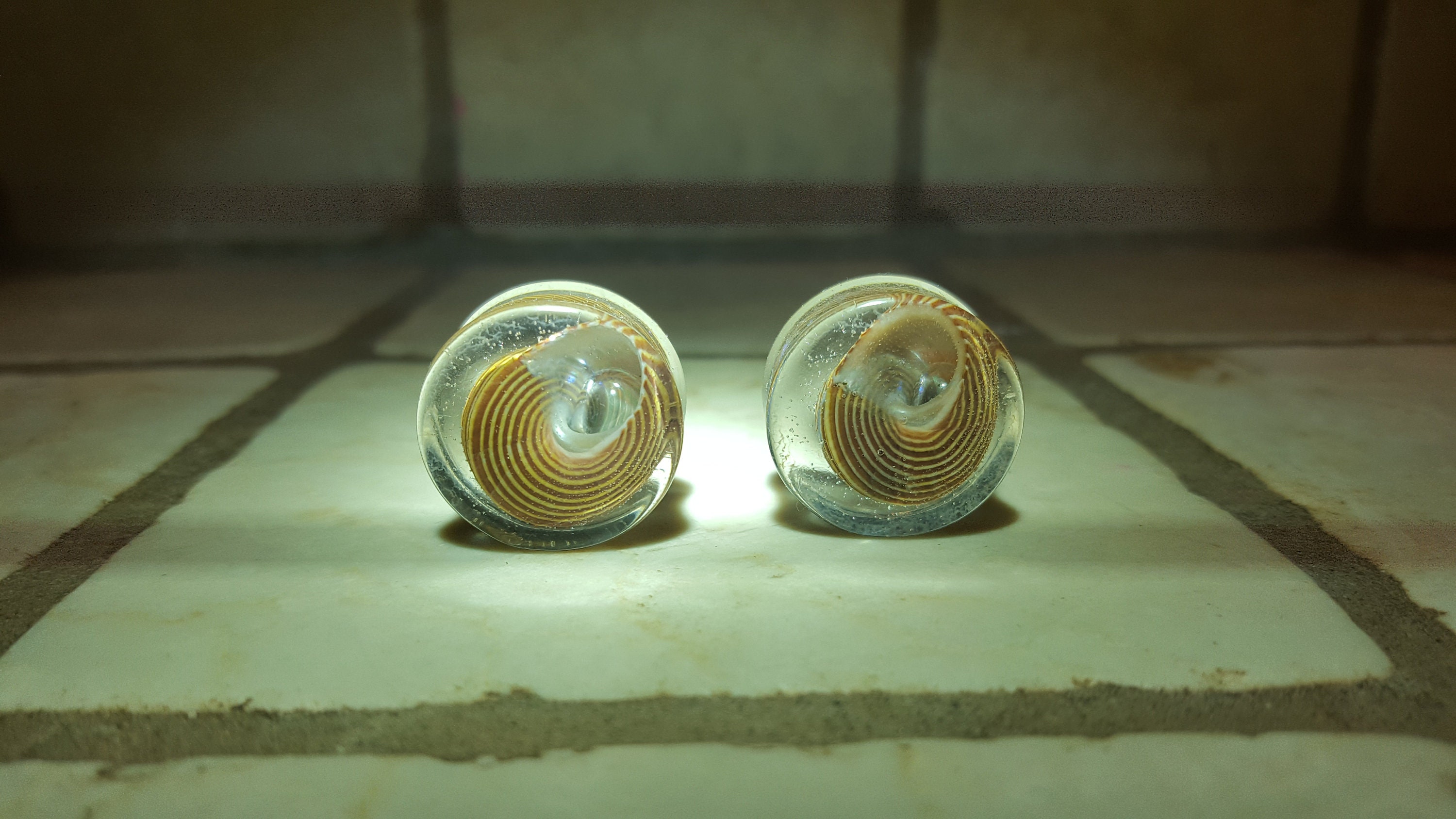 REAL SEASNAIL SHELL Plugs 20mm13/16pairhandmade | Etsy