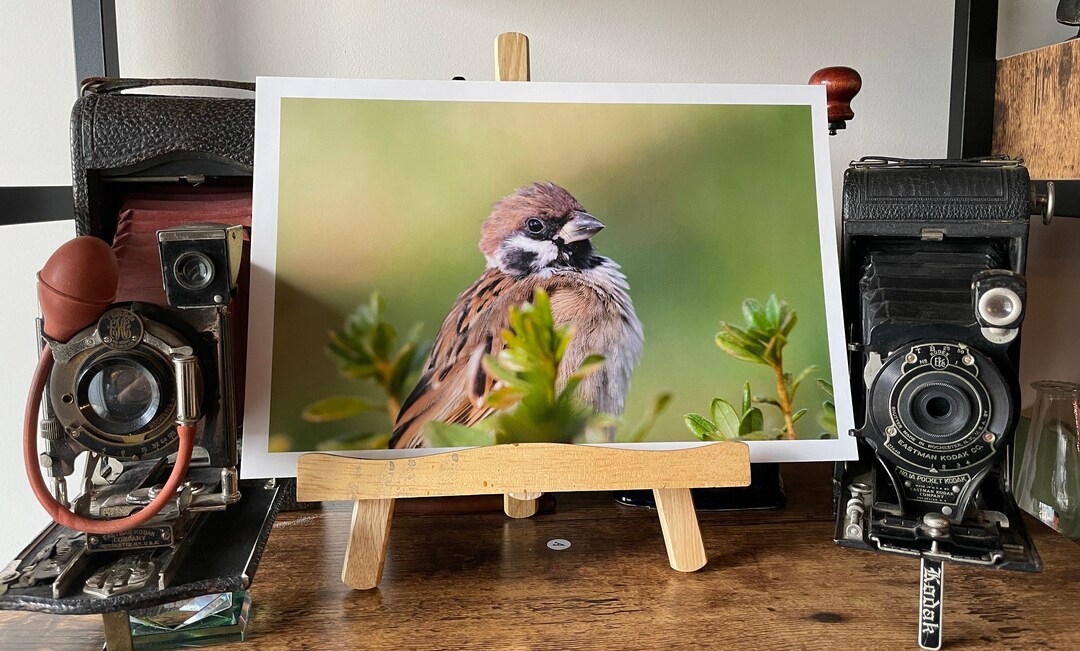 Japanese Finch; Digital Print - Etsy
