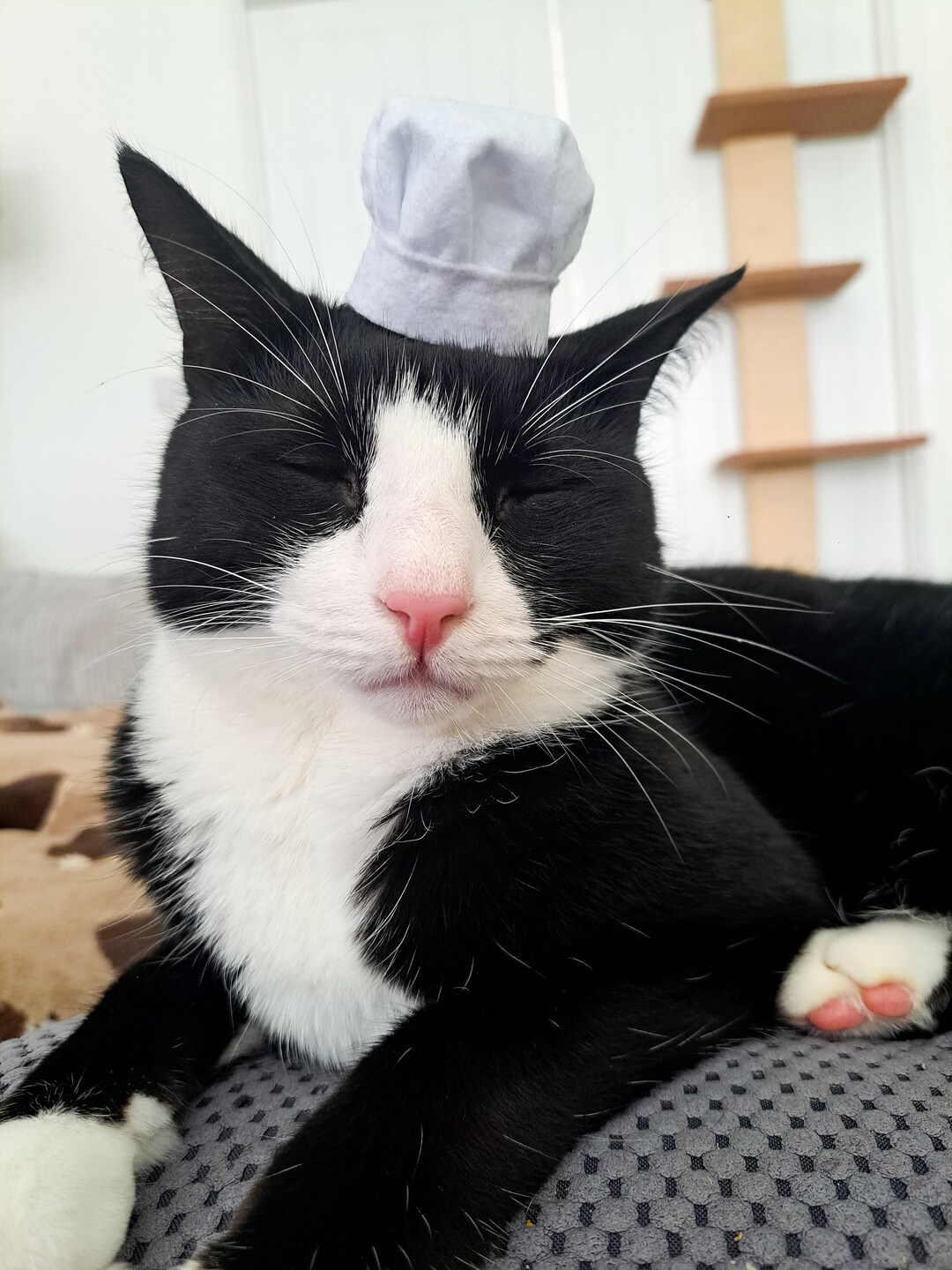 Pet Felt Little Chef Hat - Etsy