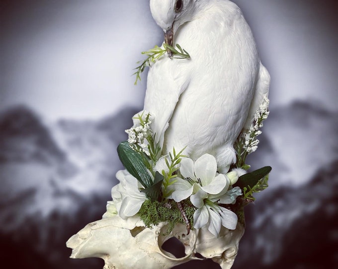 Real Taxidermy Dove With Real Deer Skull, Faux Flowers & Moss ...